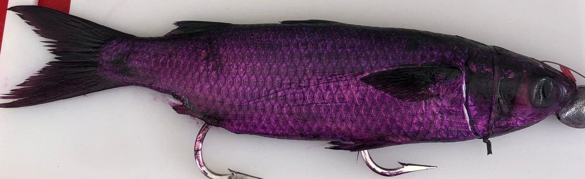 large swimming mullet – Mr. Mullets Baits